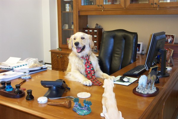 Animals Playing Out Your Average Day At The Office